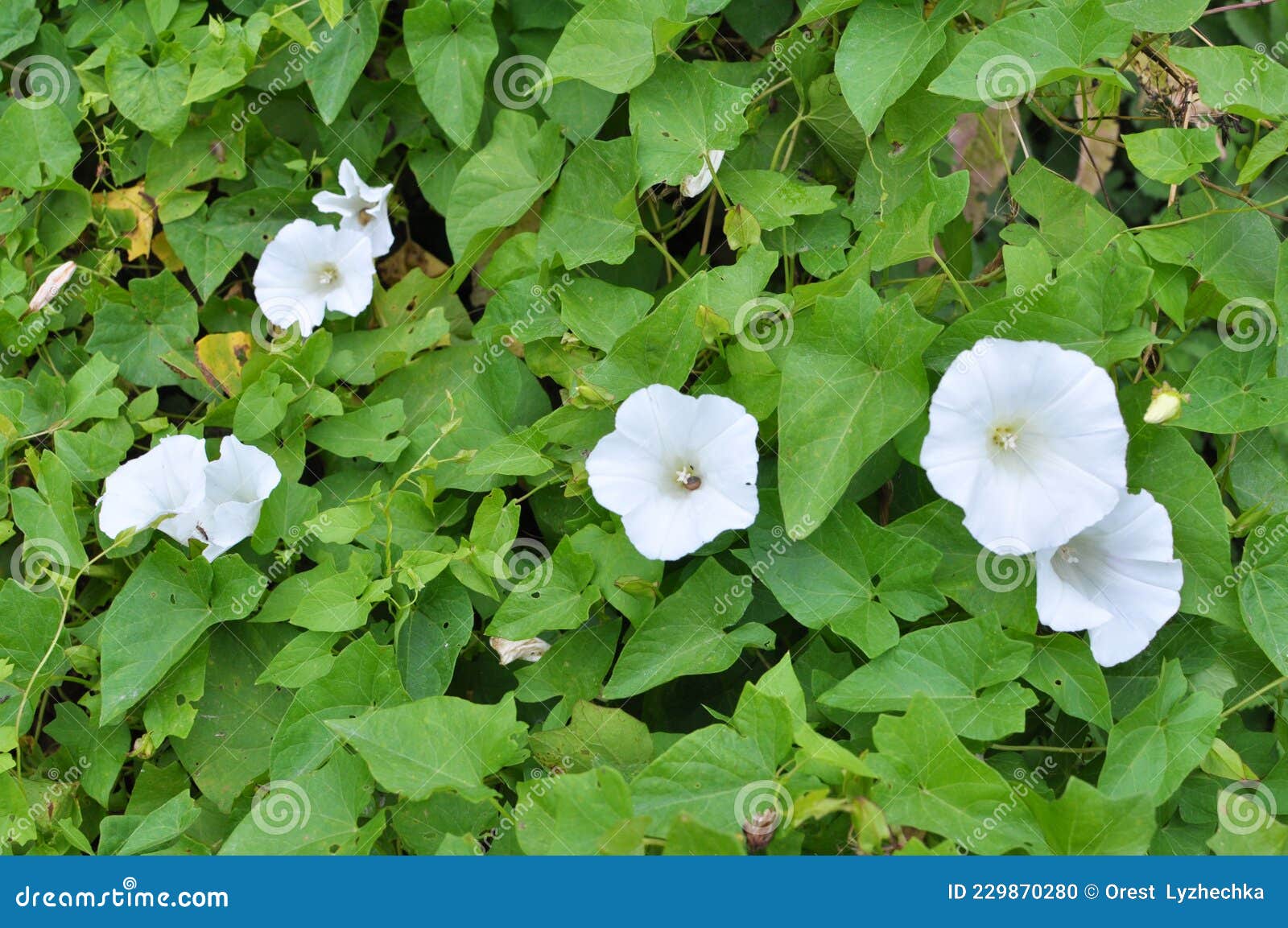 Calystegia Sepium Grows in the Wild Stock Photo - Image of background ...