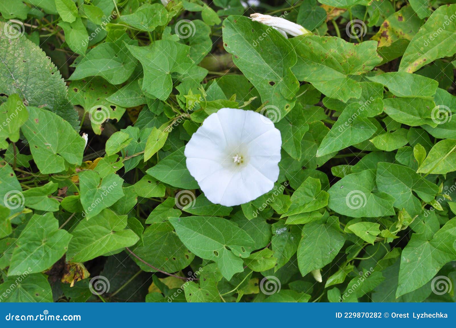 Calystegia Sepium Grows in the Wild Stock Photo - Image of garden, leaf ...