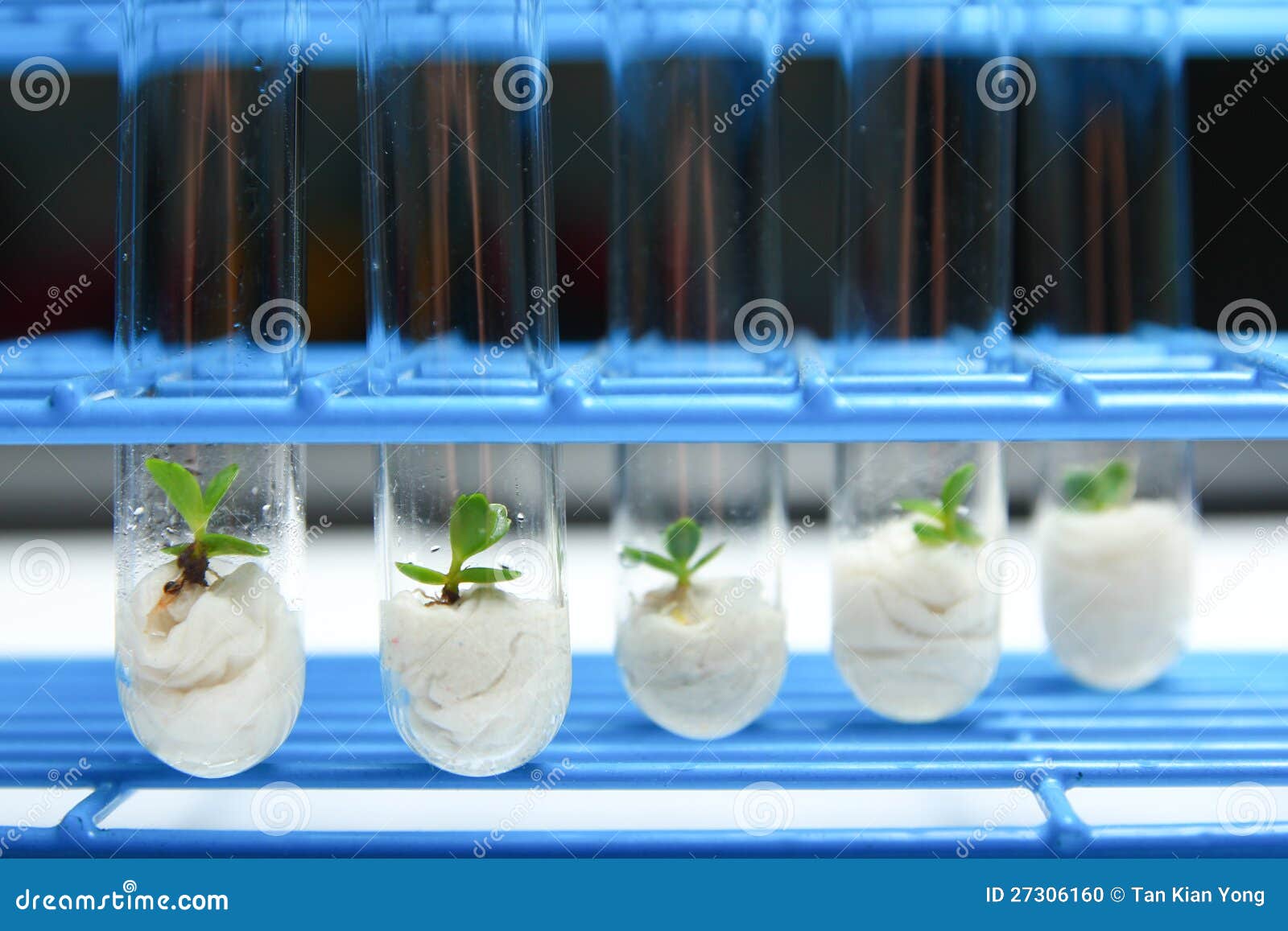 Plant Biotechnology Series 2 Stock Photo - Image of genetics, biotech ...