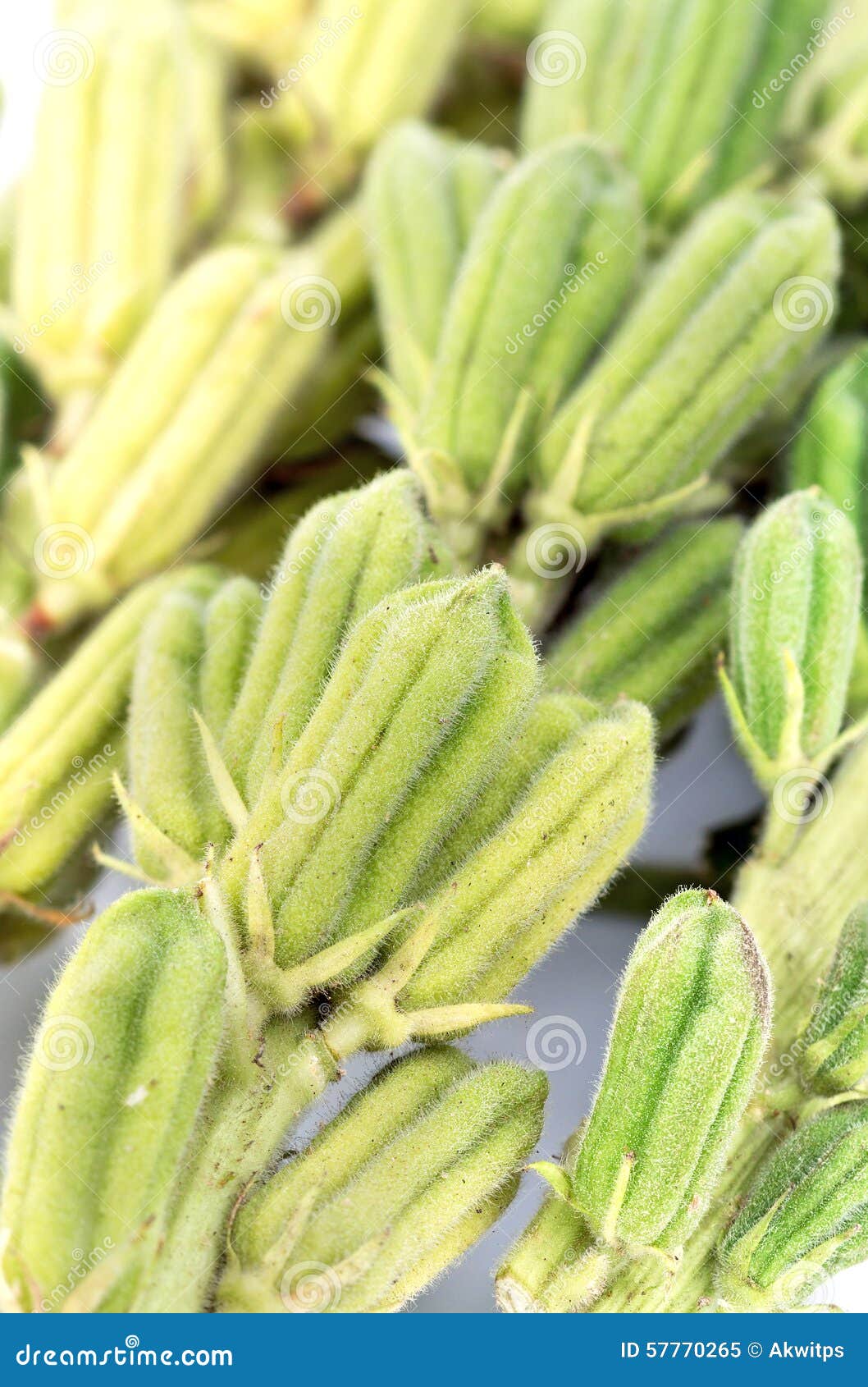 Plant Black Sesame Pod Closed Up Stock Image - Image of garden, growth ...