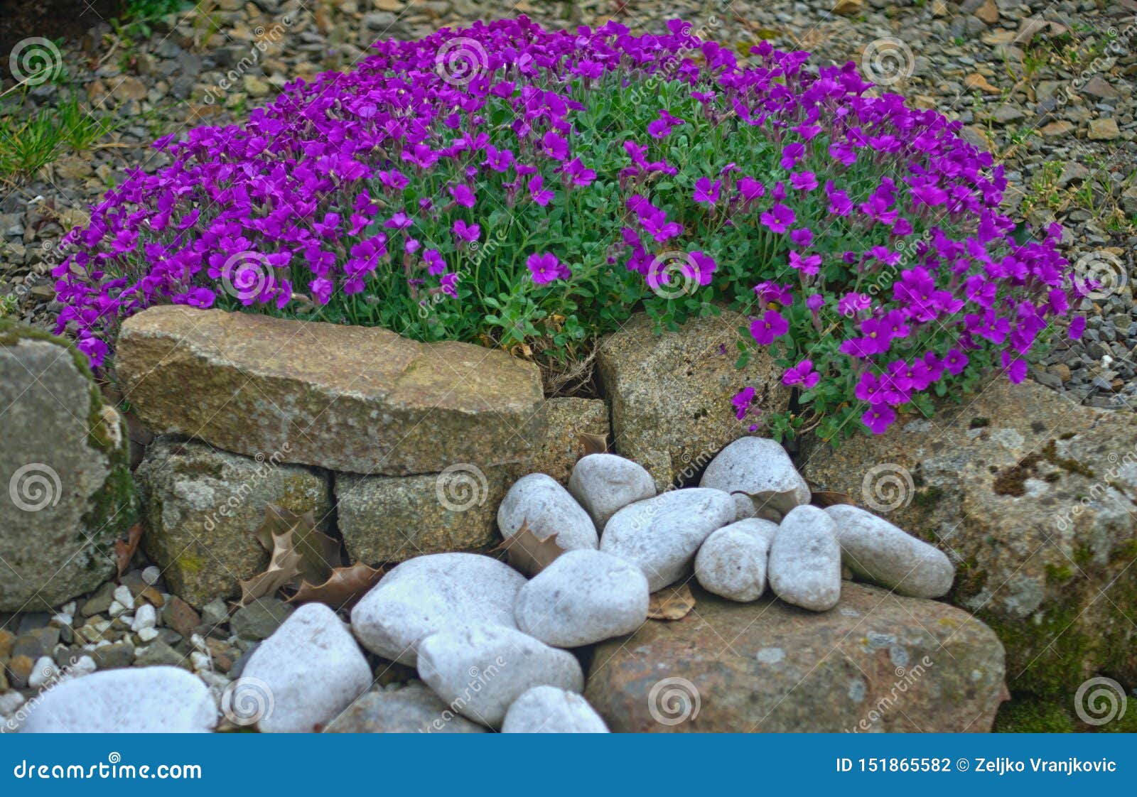 Plant Blooming with Small Violet Flowers on Stone Wall Stock Photo ...