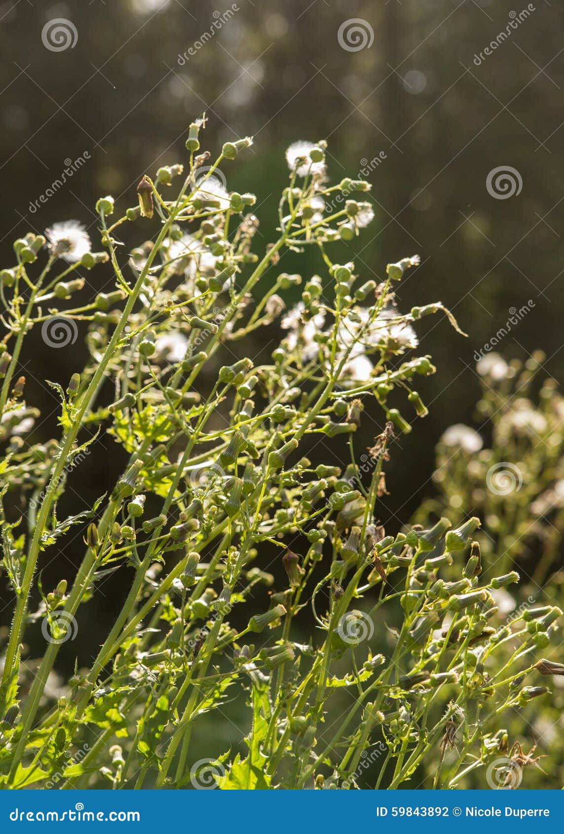 Plant Blowing in the Wind stock photo. Image of early - 59843892