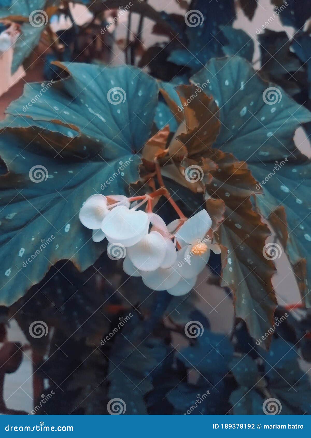 Plant Blue Points White Leaf Begonia Balangcodiae Stock Photo - Image ...