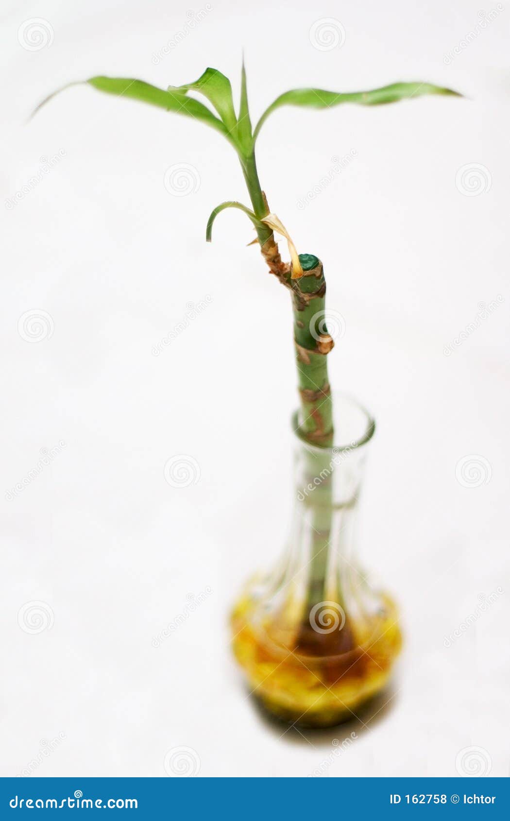 1,304 Plant Root Transparent Background Stock Photos - Free & Royalty ...