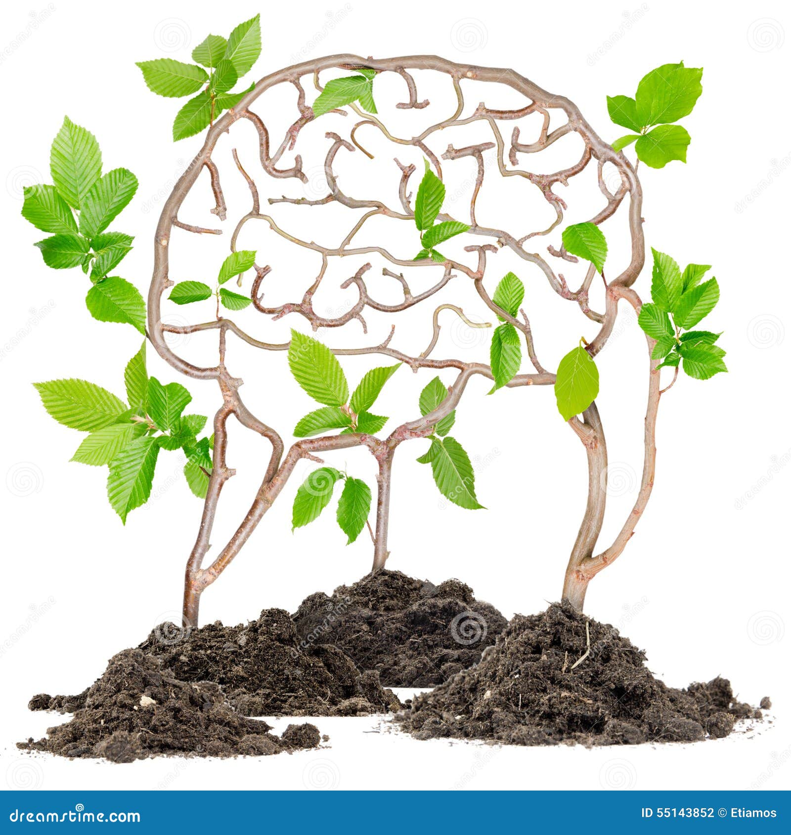 Plant Brain stock photo. Image of energy, inspiration - 55143852 Plant Brain stock photo. Image of energy, inspiration - 55143852