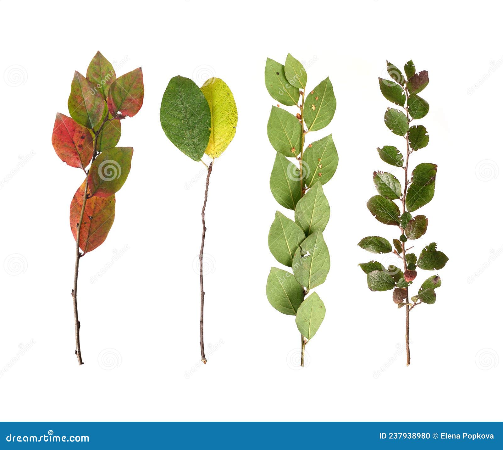 Plant Branch with Buds and Small Leaves Isolated on White Background ...