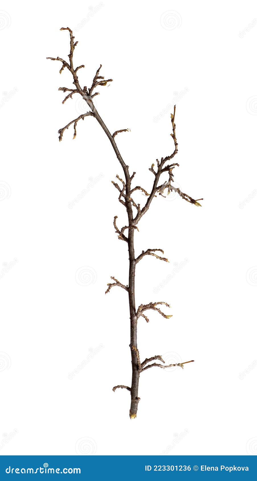 Plant Branch without Leaves Isolated on White Background Stock Photo ...