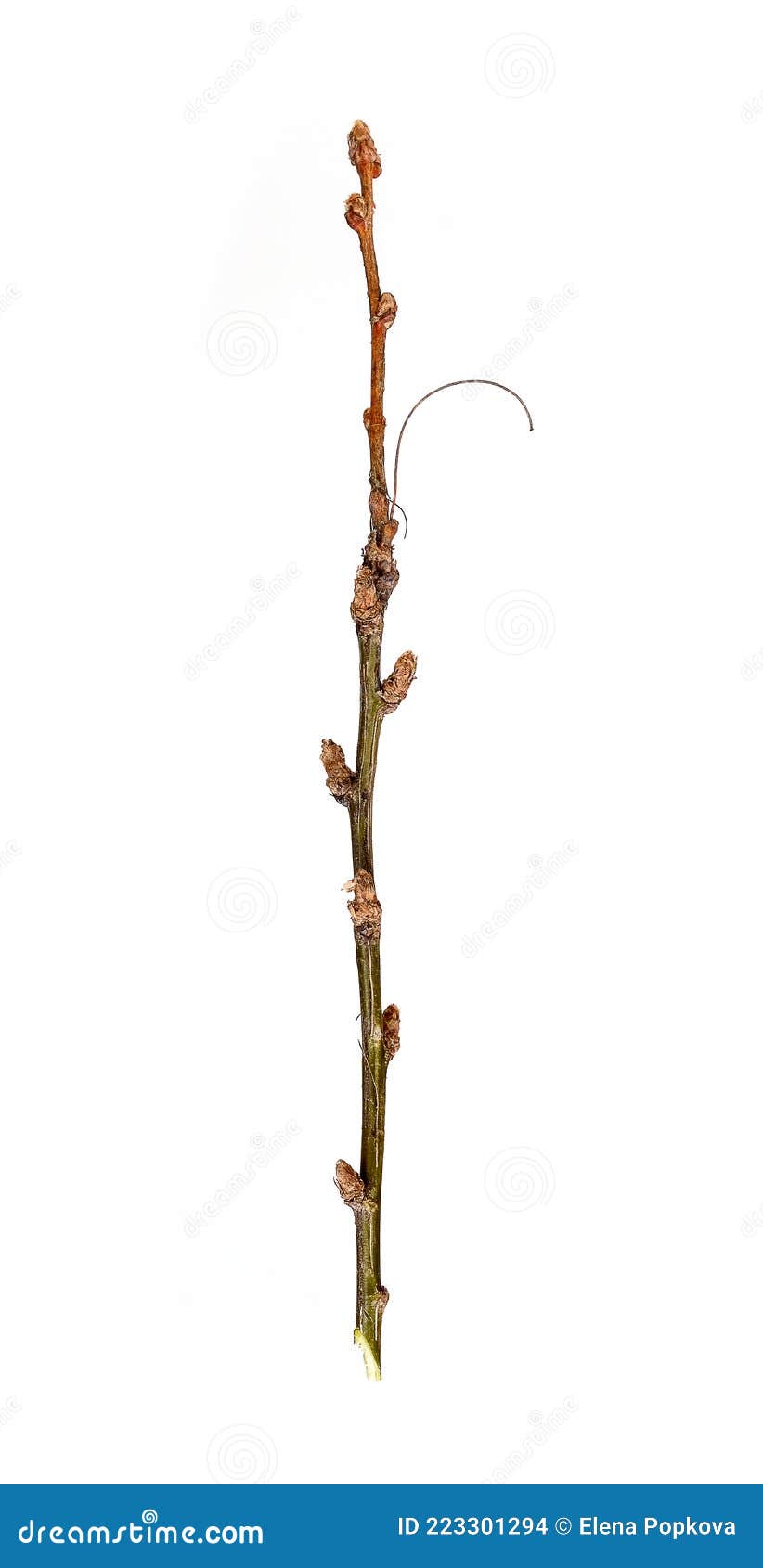 Plant Branch without Leaves Isolated on White Background Stock Photo ...