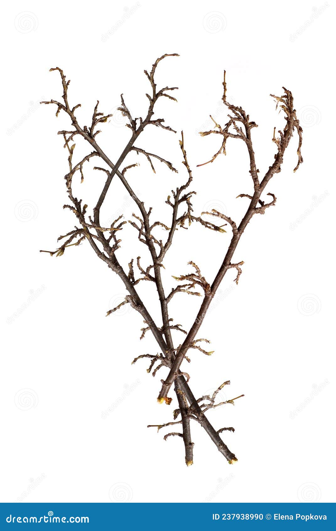 Plant Branch without Leaves Isolated on White Background Stock ...