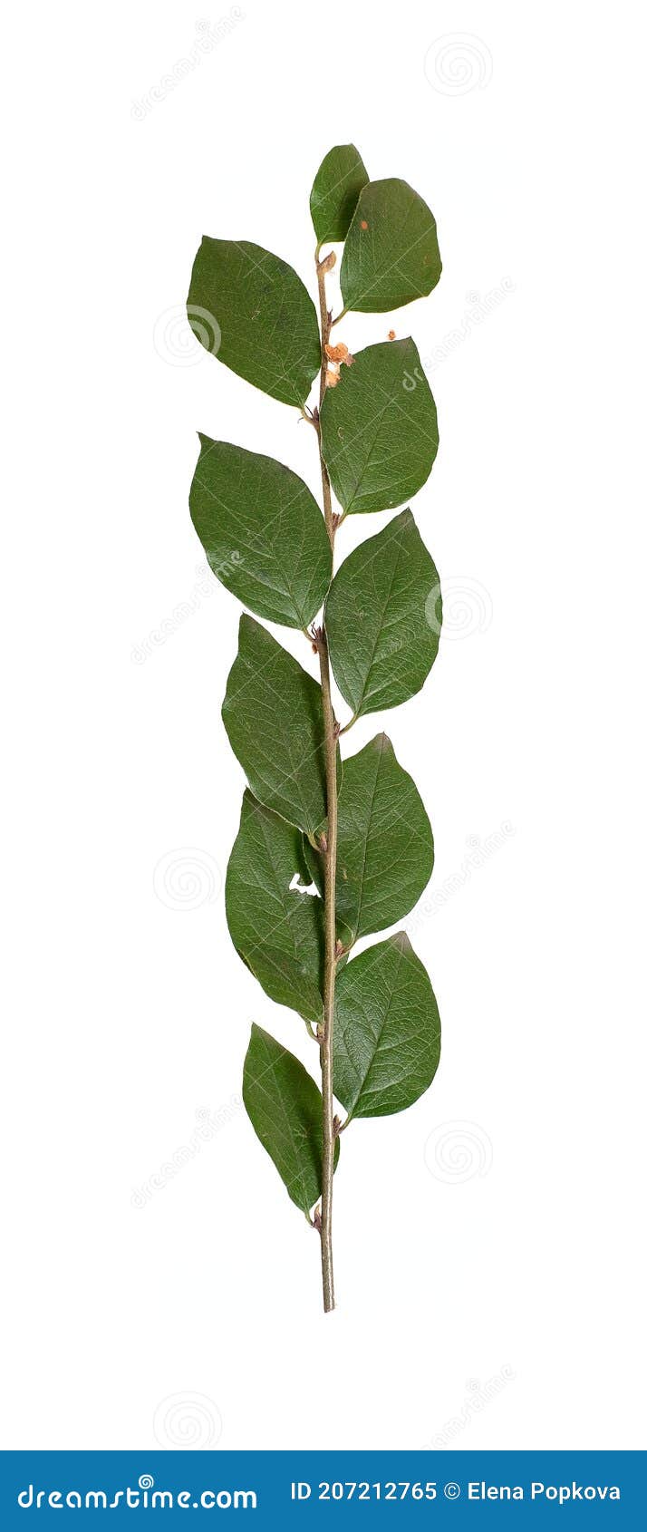 Plant Branch with Small Leaves Isolated on White Background Stock Image ...