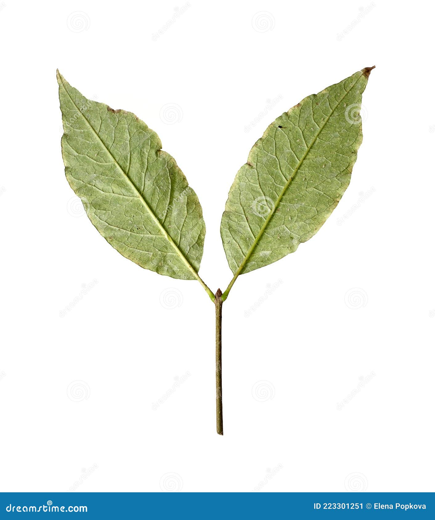 Plant Branch with Small Leaves Isolated on White Background Stock Image ...