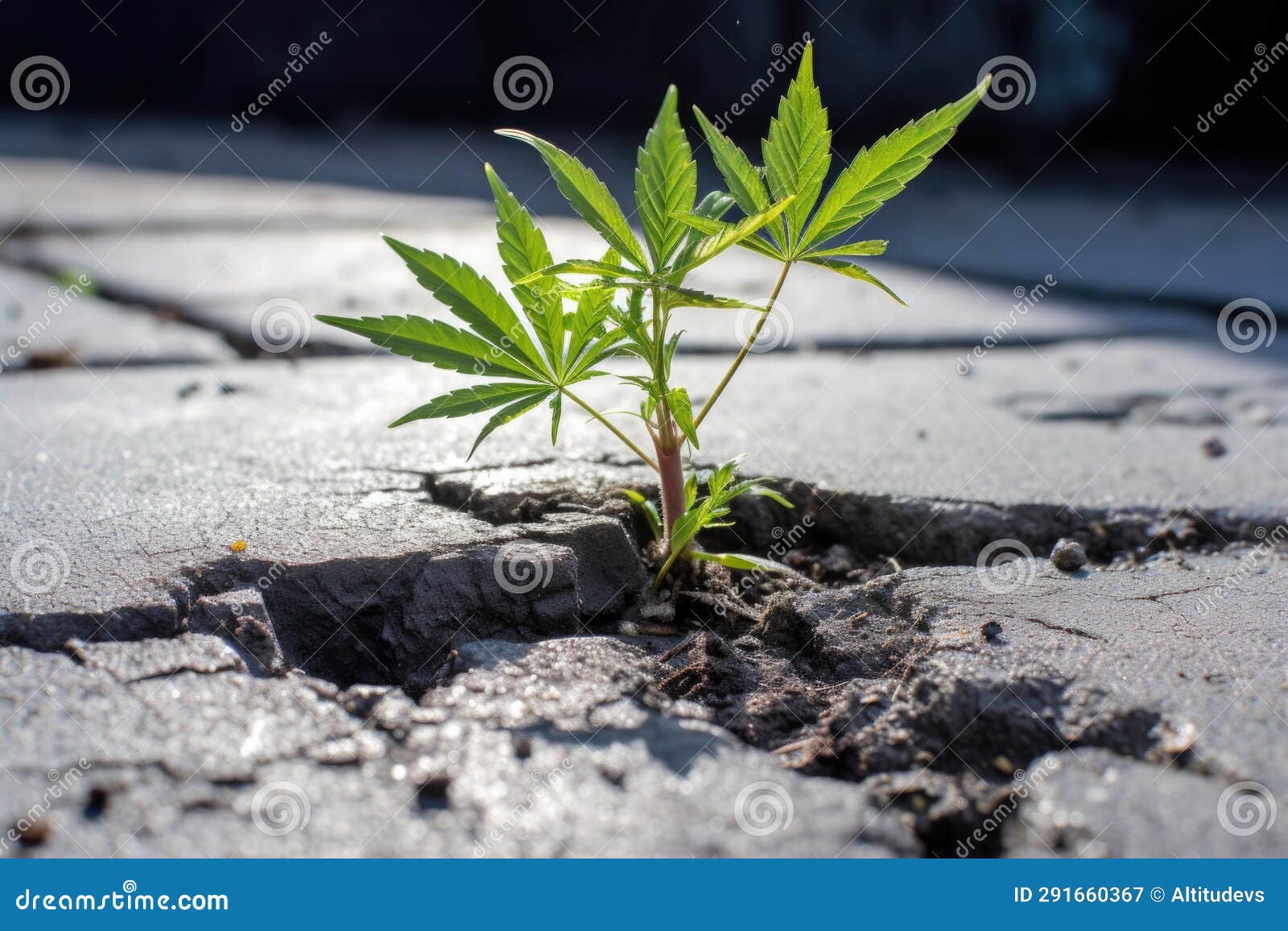A Plant Breaking through Concrete Pavement Stock Image - Image of ...