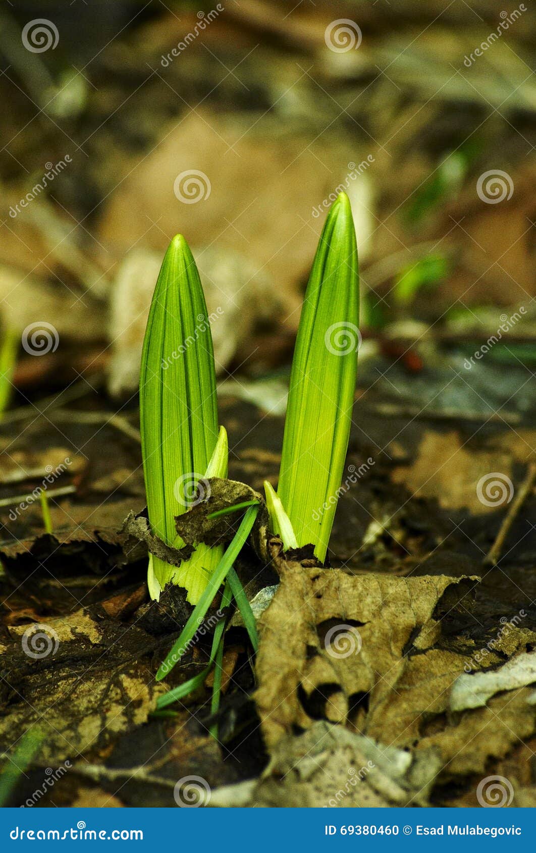 Plant Breaking through Old Leaf Stock Photo - Image of simple, nature ...