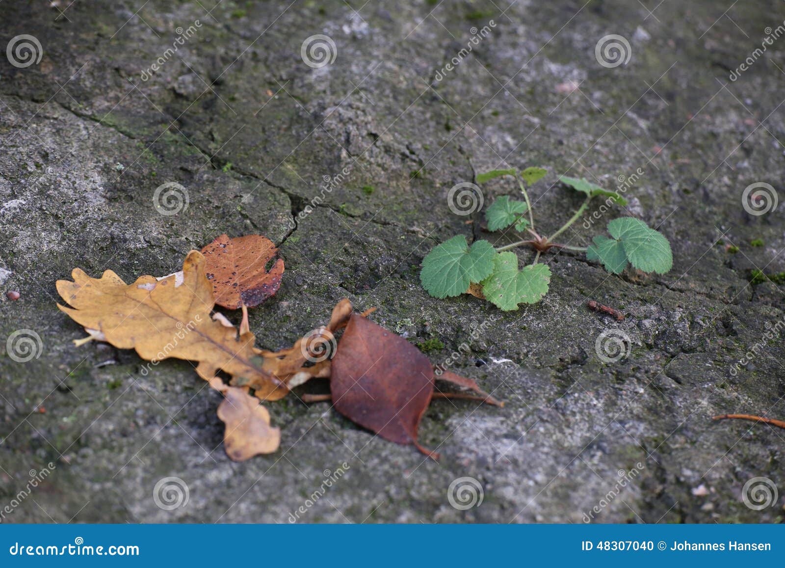 Plant Breaking through Rock Stock Photo - Image of outdoors, horizontal ...