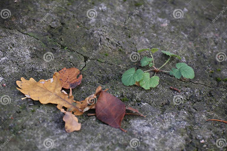 Plant Breaking through Rock Stock Photo - Image of outdoors, horizontal ...