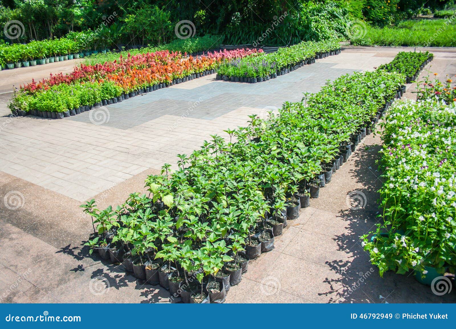Plant Breeding stock image. Image of park, plantation - 46792949