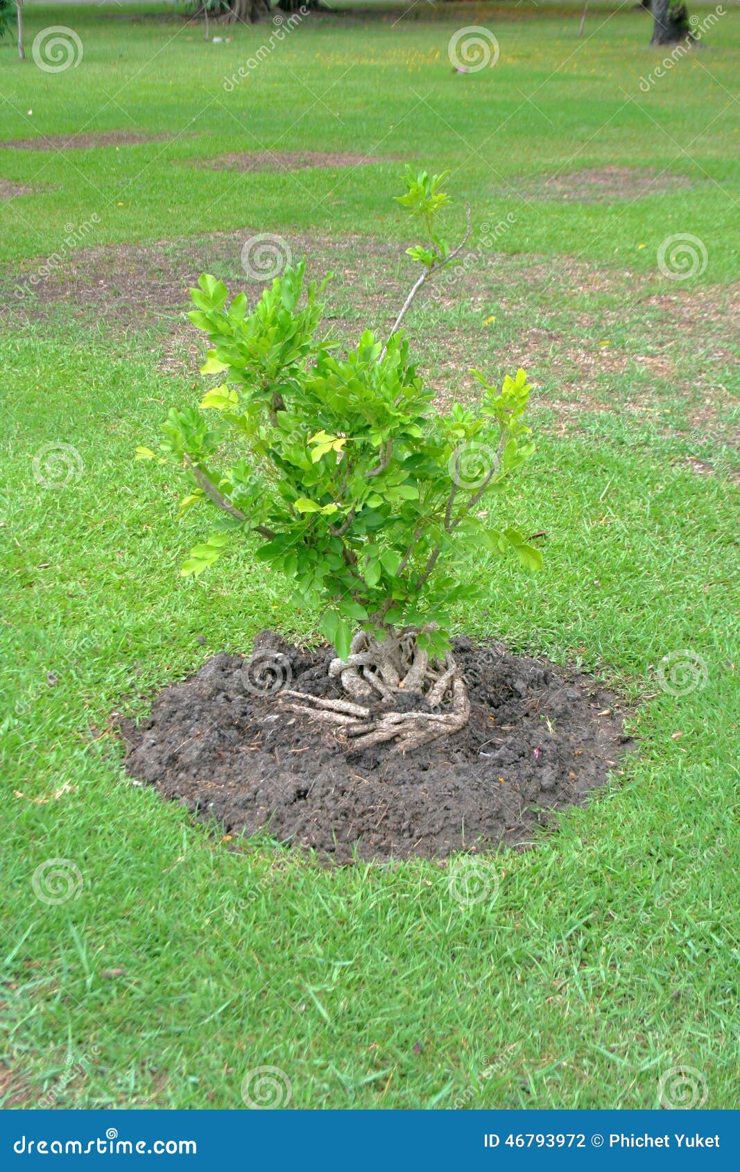 Plant Breeding stock photo. Image of seed, green, grass - 46793972