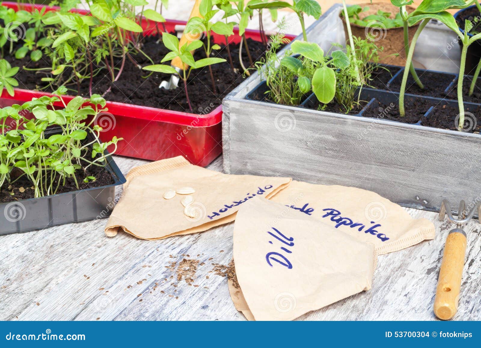 Plant breeding, seedlings stock photo. Image of grow - 53700304