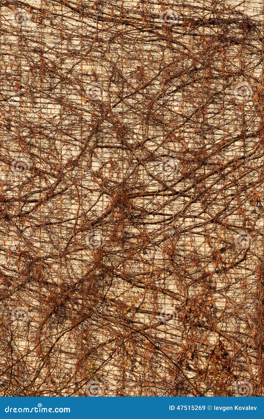 Plant Brick Wall for Background Stock Image - Image of bricks, building ...