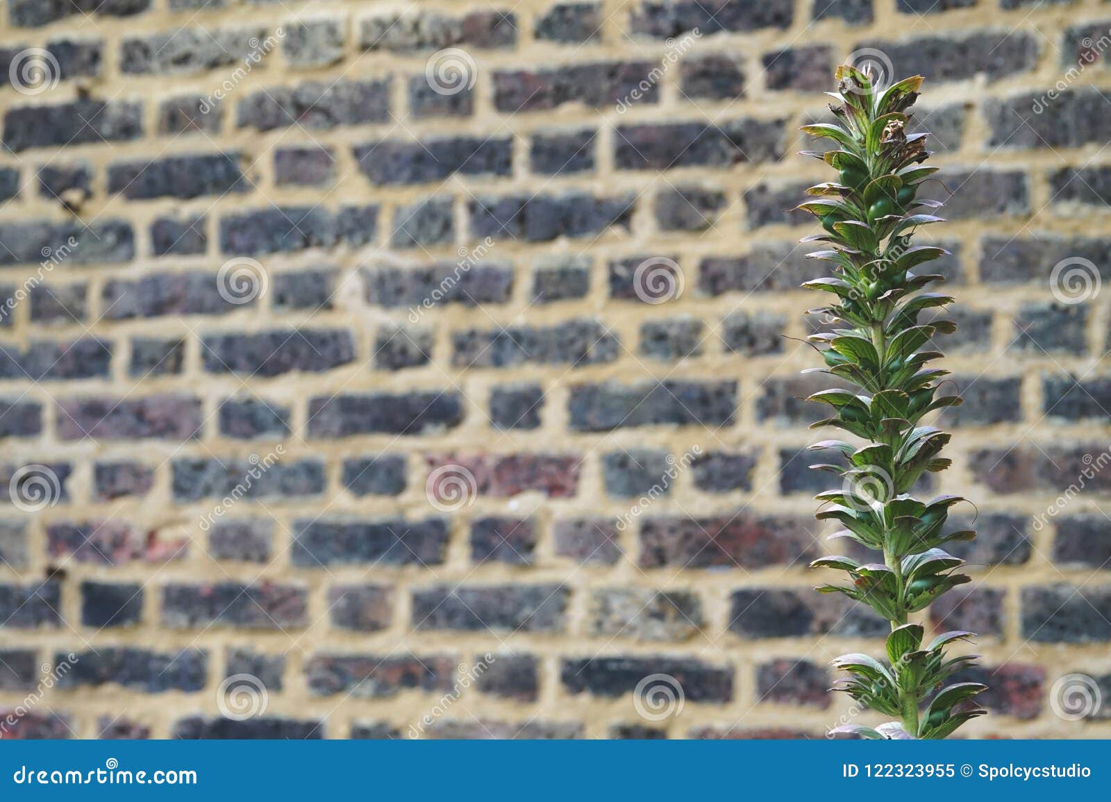 Plant with Brick Wall Texture Background Stock Image - Image of garden ...