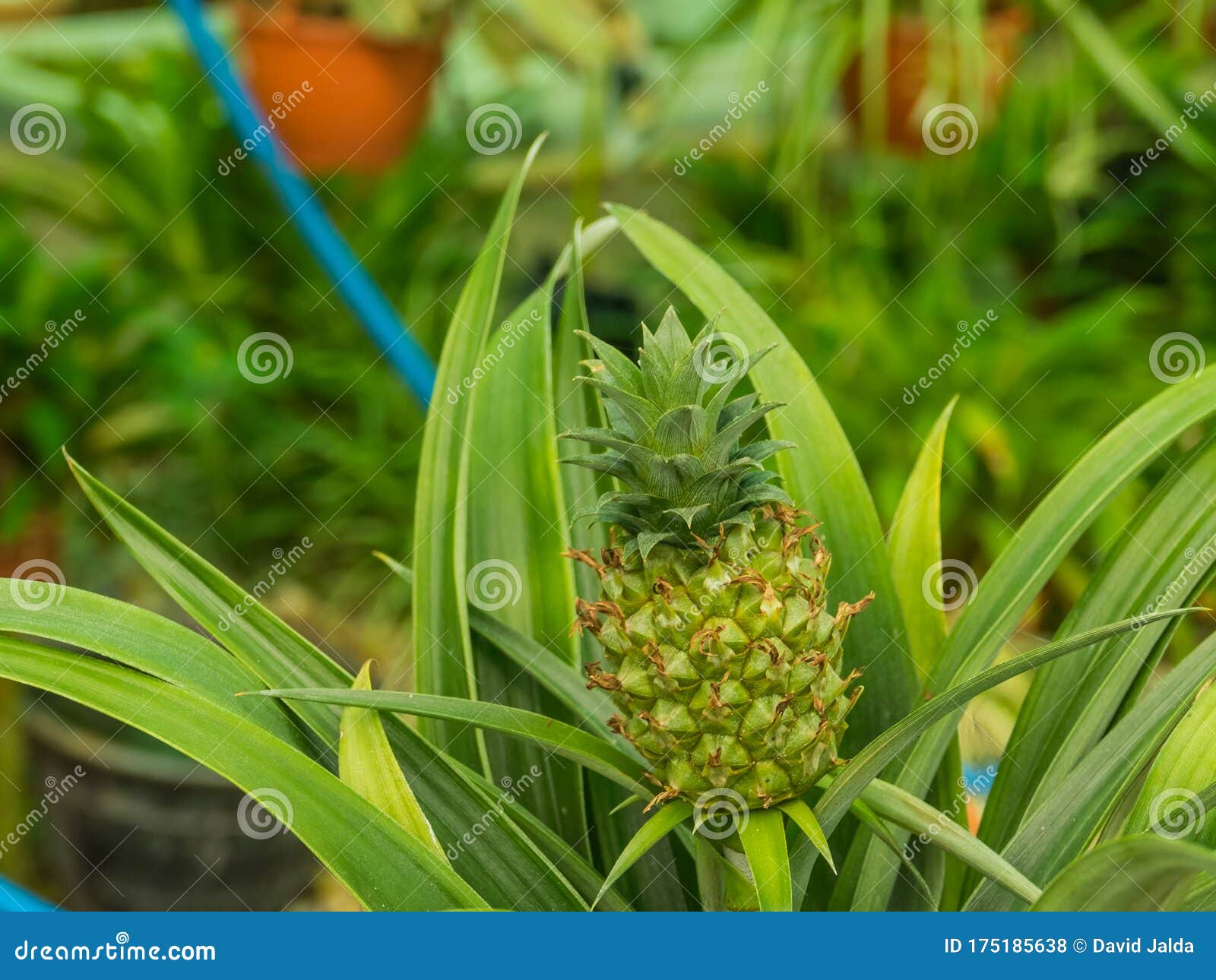 Plant Bromelia Pineapple Ananus Comosus Champaca Stock Photo - Image of ...