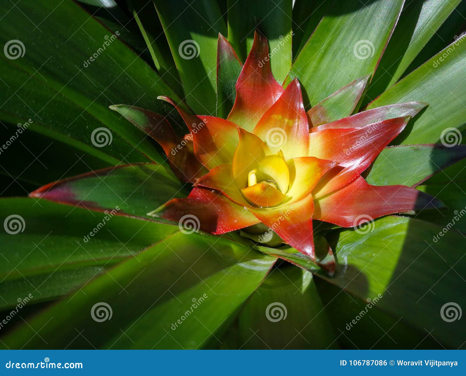 Bromeliad Leaves stock photo. Image of botanical, interior - 106787086