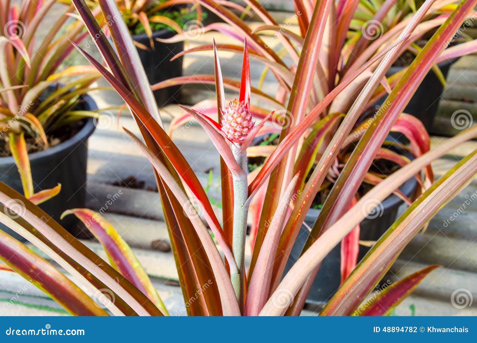Plant Bromeliad Latin Name Aechmea Fasciata Stock Photo - Image of ...