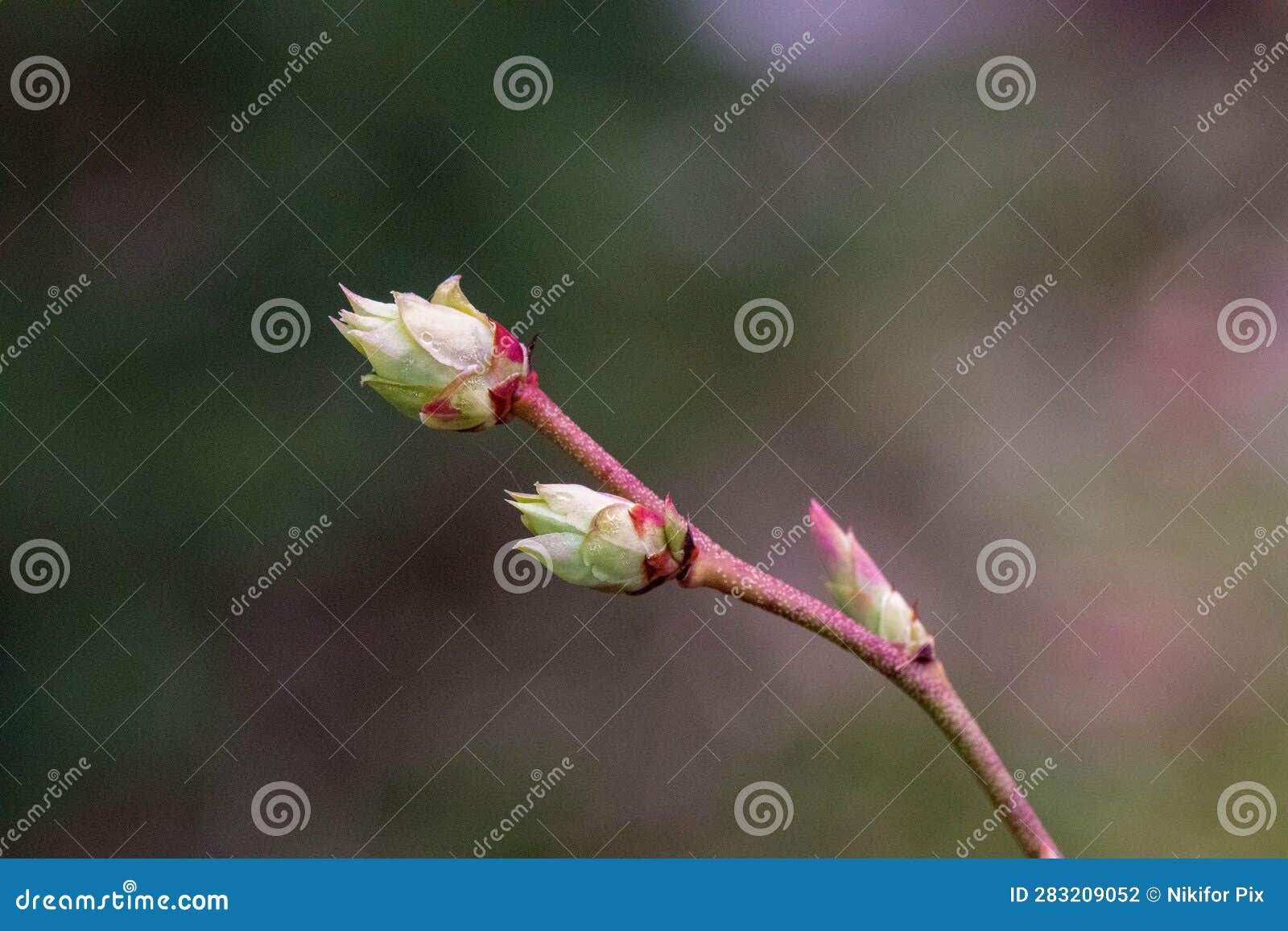 Plant buds in spring stock photo. Image of plant, leaf - 283209052