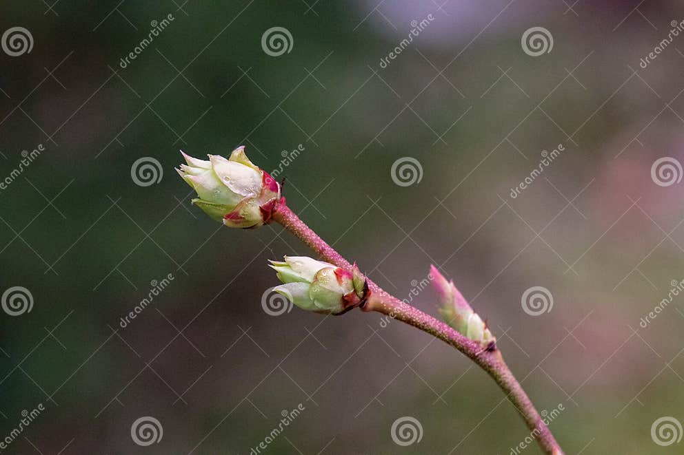Plant buds in spring stock photo. Image of plant, leaf - 283209052