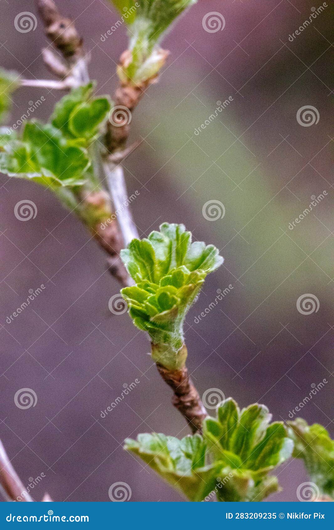 Plant buds in spring stock image. Image of early, greenery - 283209235