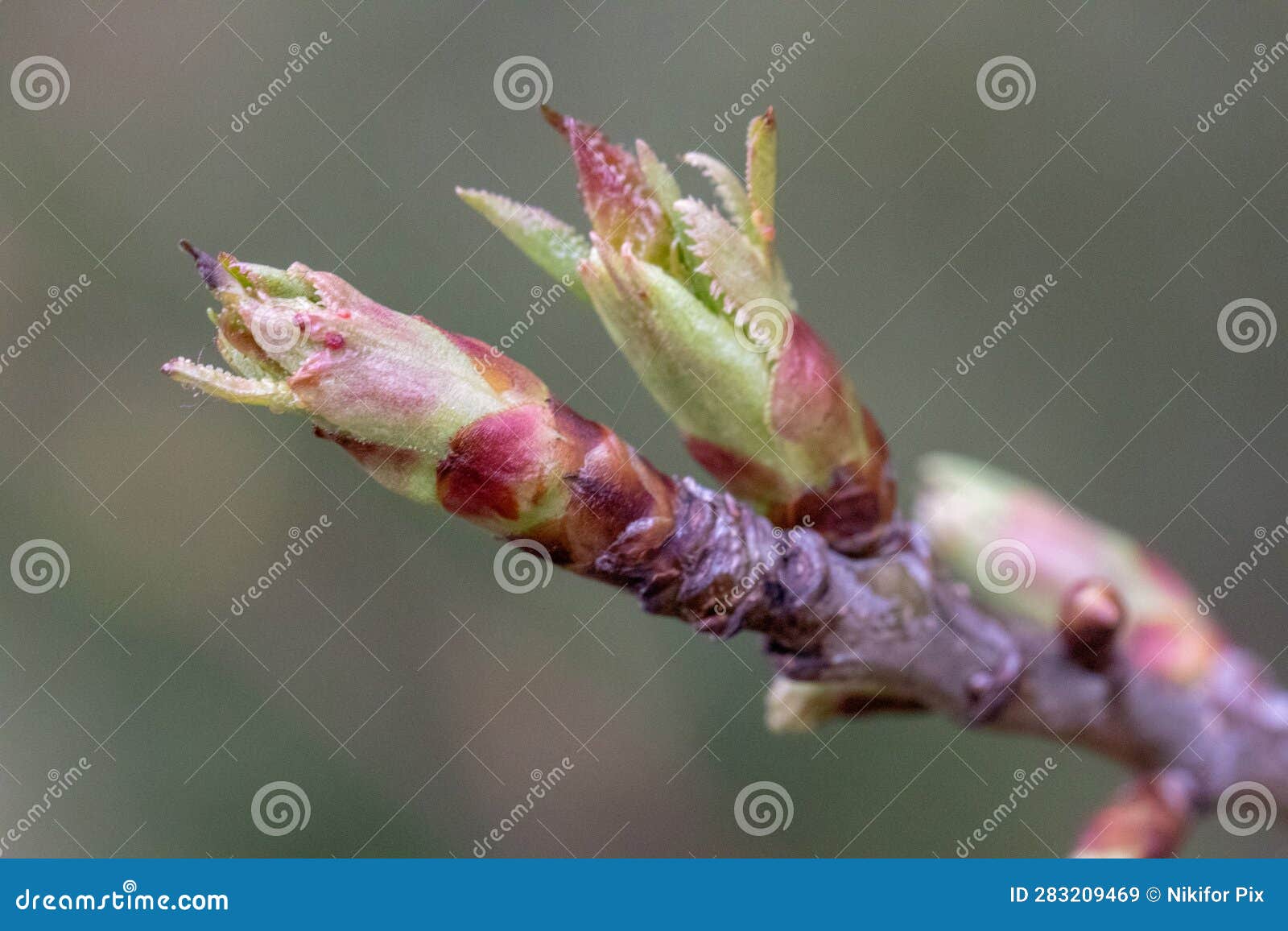 Plant buds in spring stock image. Image of leaf, stem - 283209469