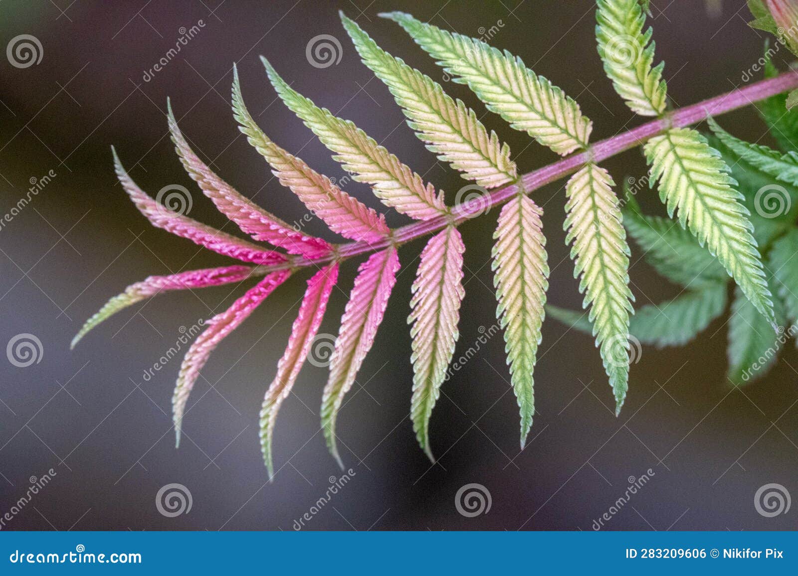 Plant buds in spring stock photo. Image of greenery - 283209606
