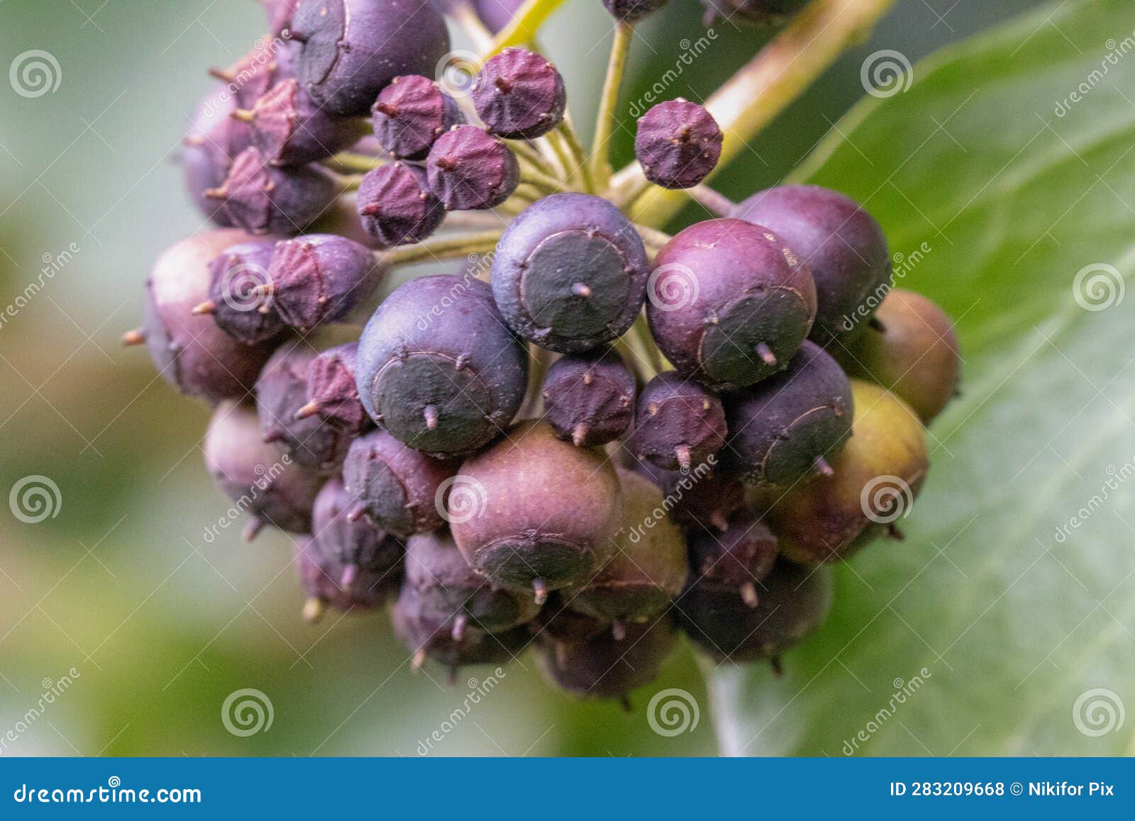 Plant Buds in Spring, Garden Stock Photo - Image of food, early: 283209668