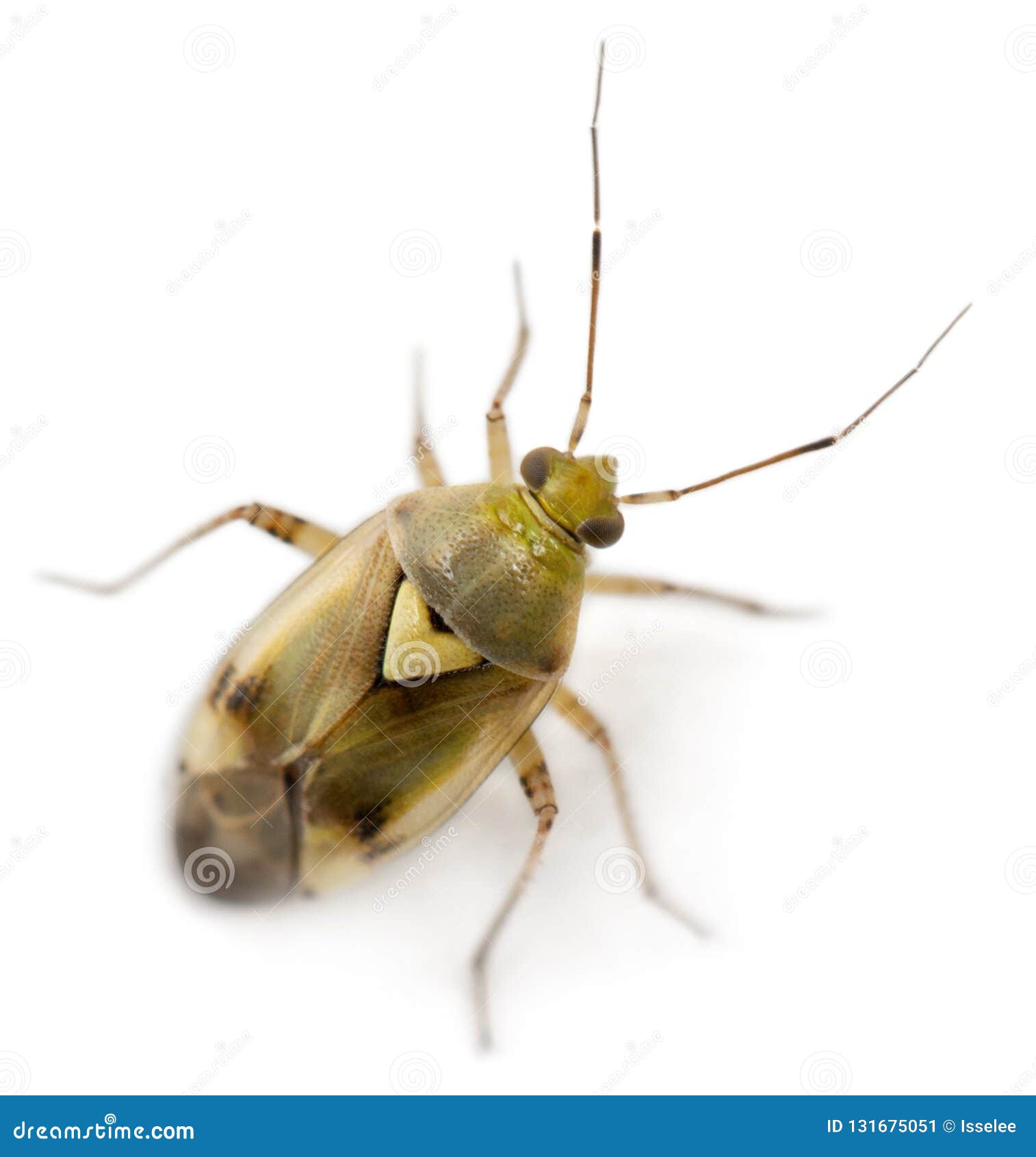 Plant Bug, Miridae Lygus Sp, Against White Background Stock Image ...