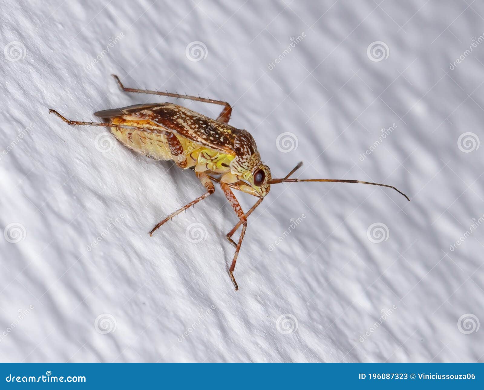 Taedia Stigmosa Stock Photos - Free & Royalty-Free Stock Photos from ...