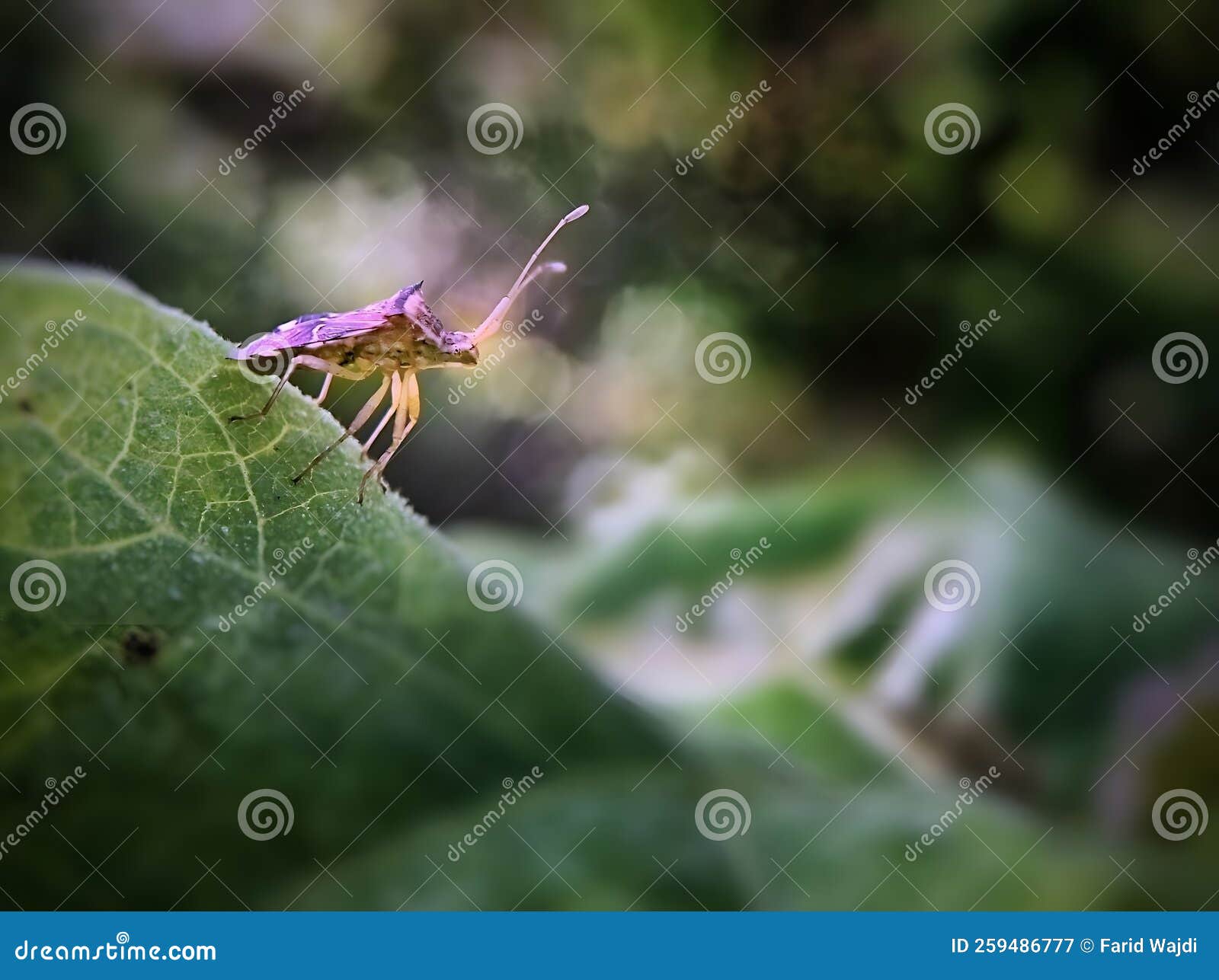 A Plant Bug Stand on Leaves Stock Image - Image of branch, flower ...