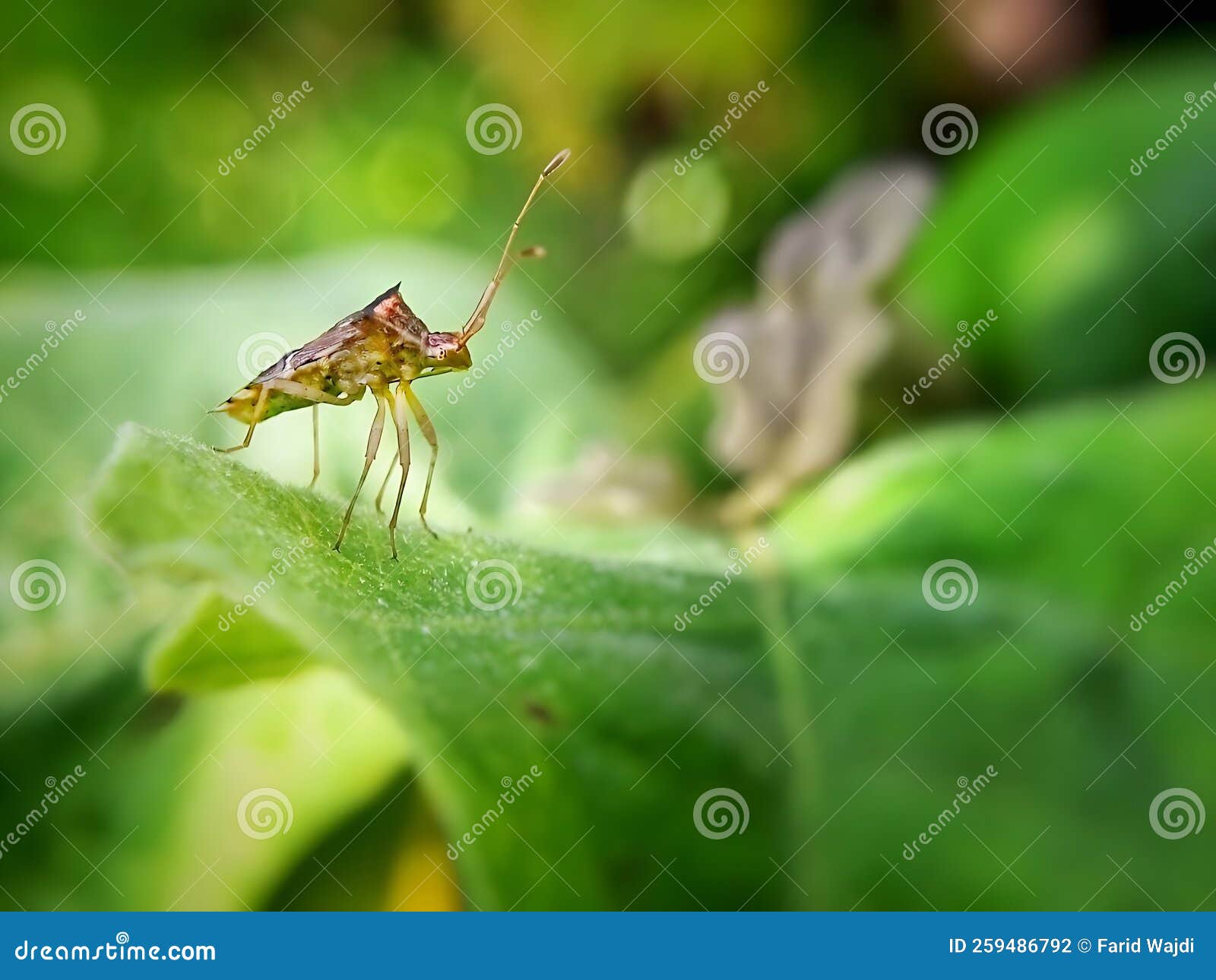 A Plant Bug Stand on Leaves Stock Photo - Image of grass, plants: 259486792