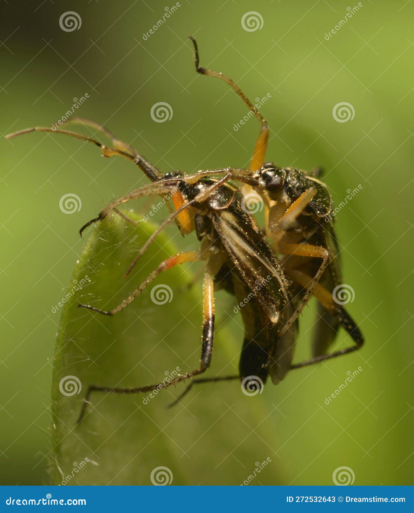 Bugs Mating Royalty-Free Stock Image | CartoonDealer.com #20134864