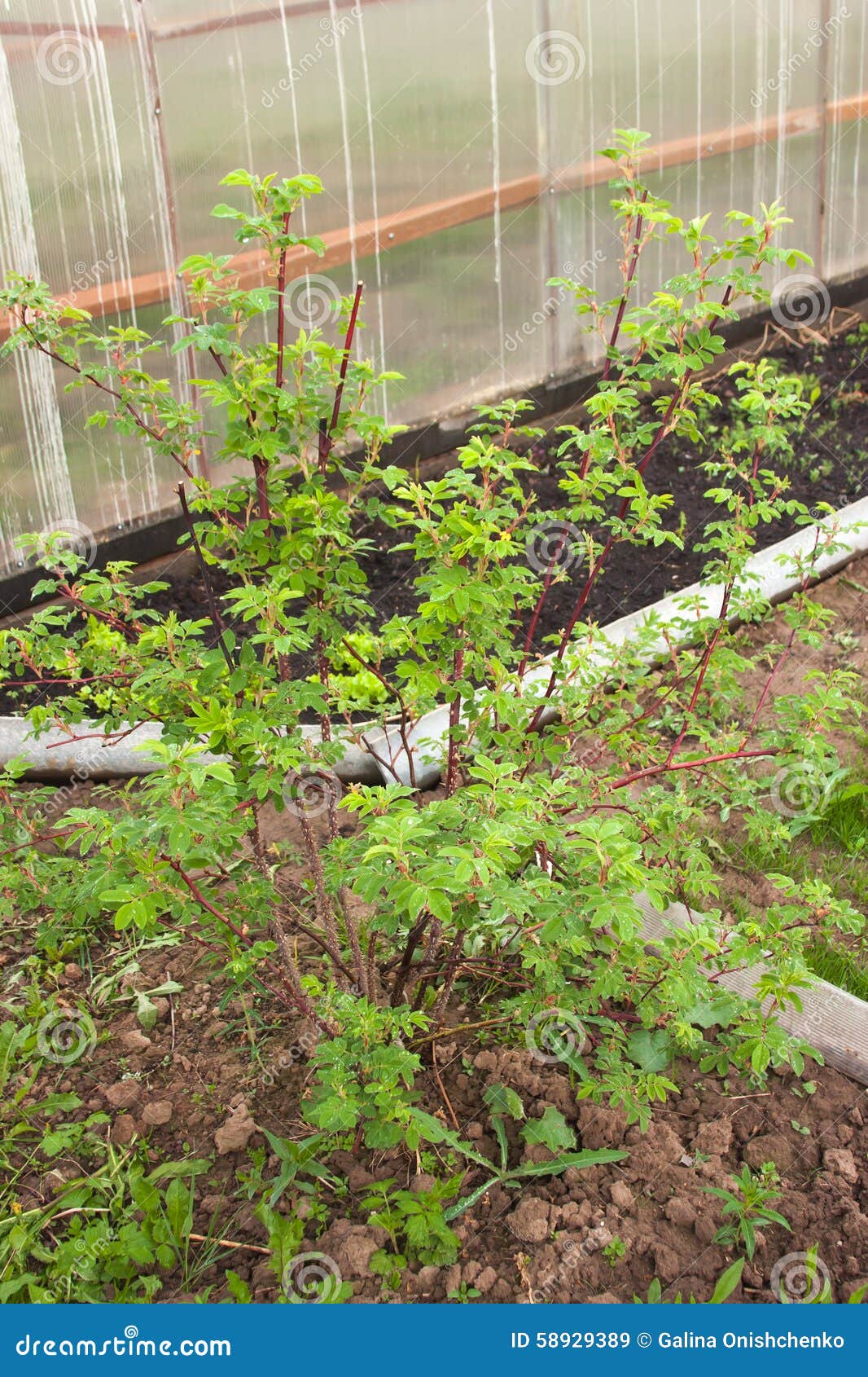 Plant bush brier stock image. Image of decorative, branch - 58929389