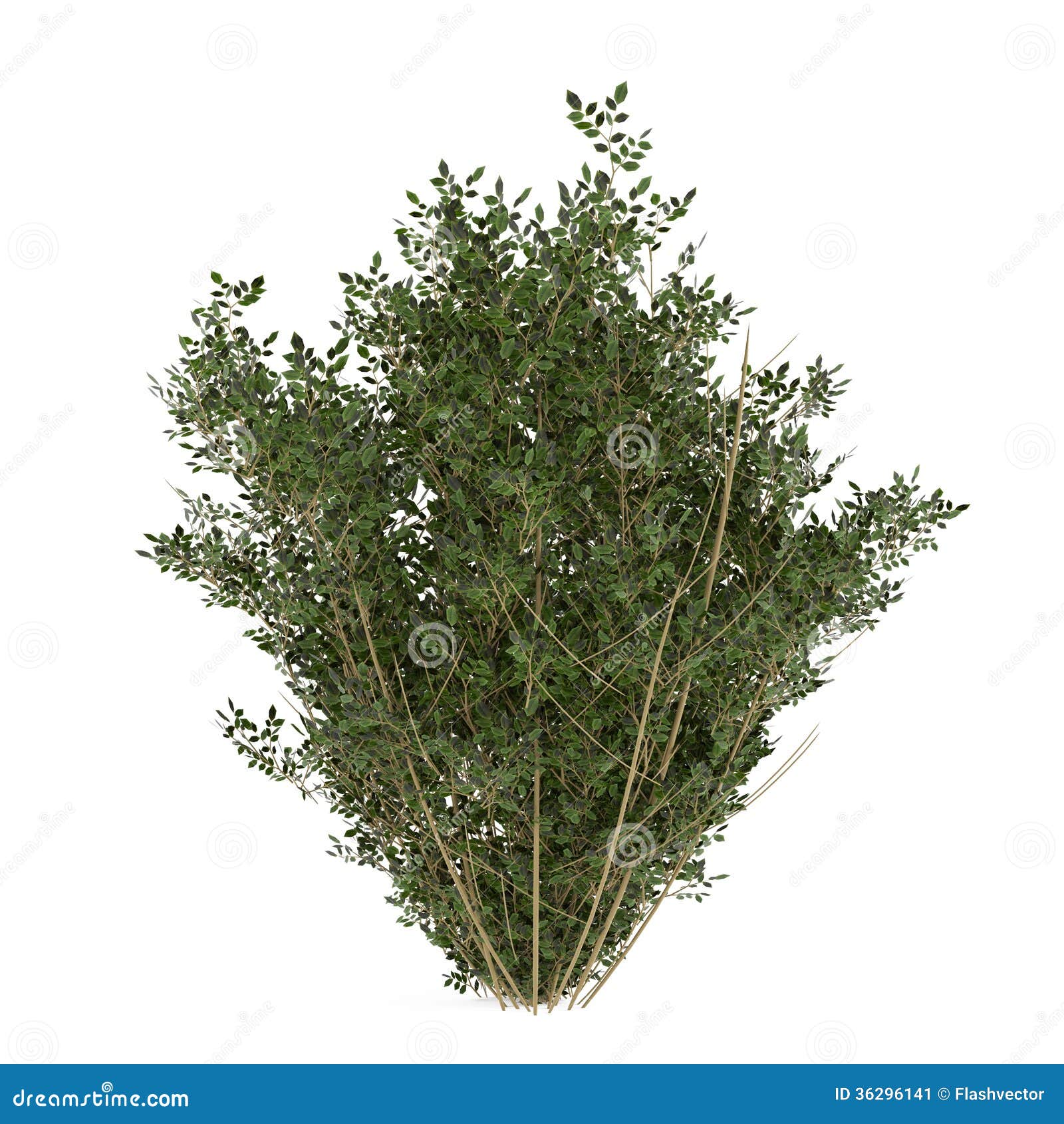 Plant bush isolated stock illustration. Illustration of exotic - 36296141