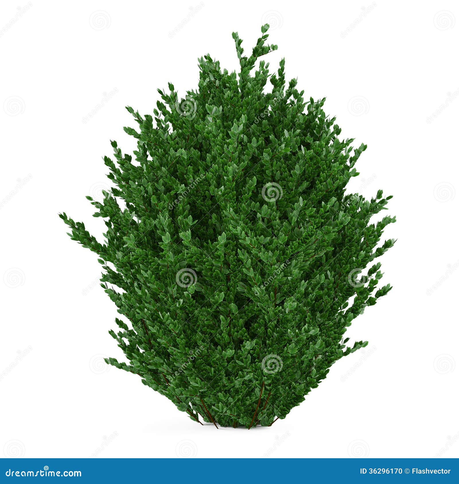 Plant bush isolated. stock illustration. Illustration of green - 36296170