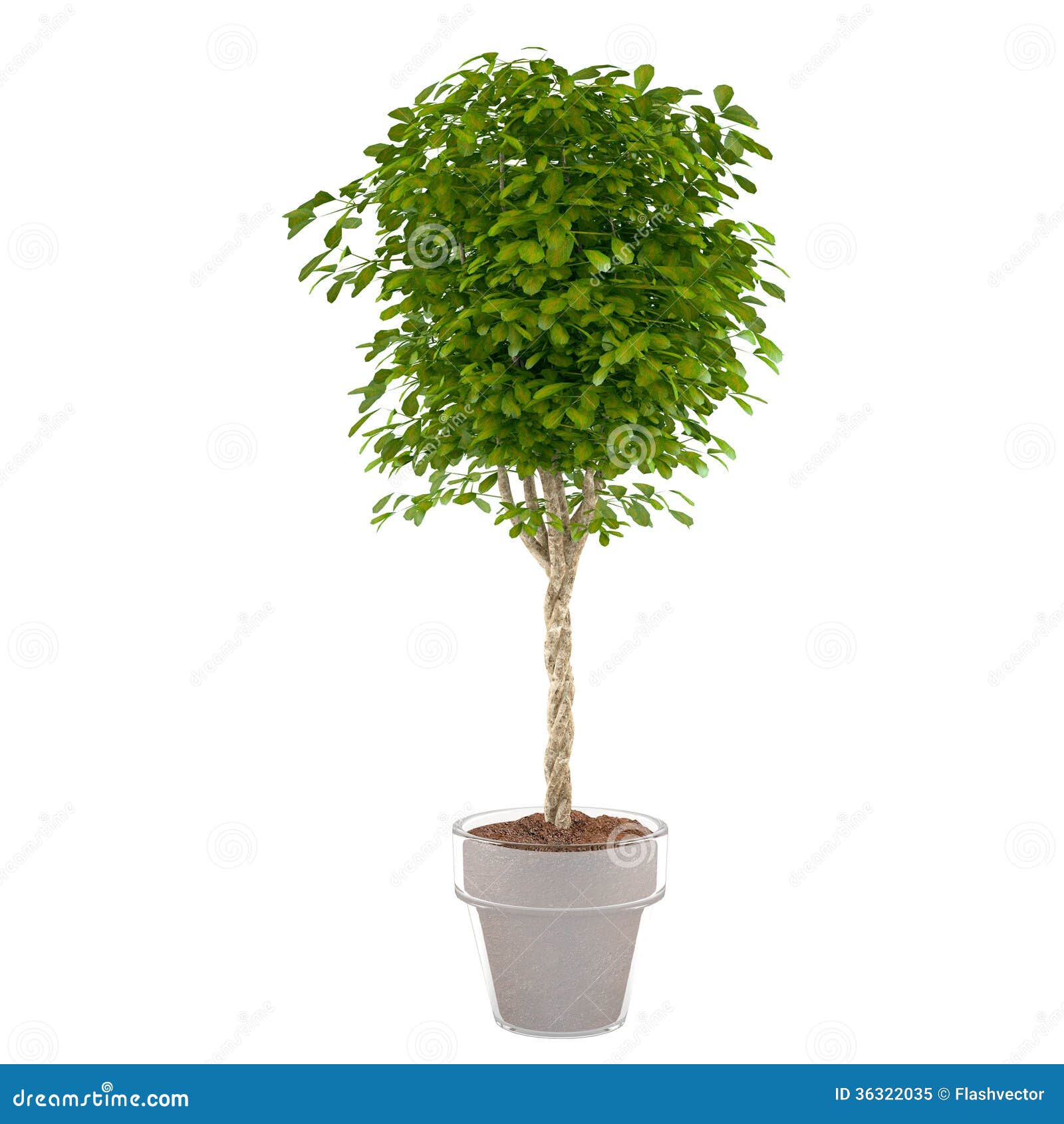 Plant bush in the pot stock illustration. Illustration of fresh - 36322035