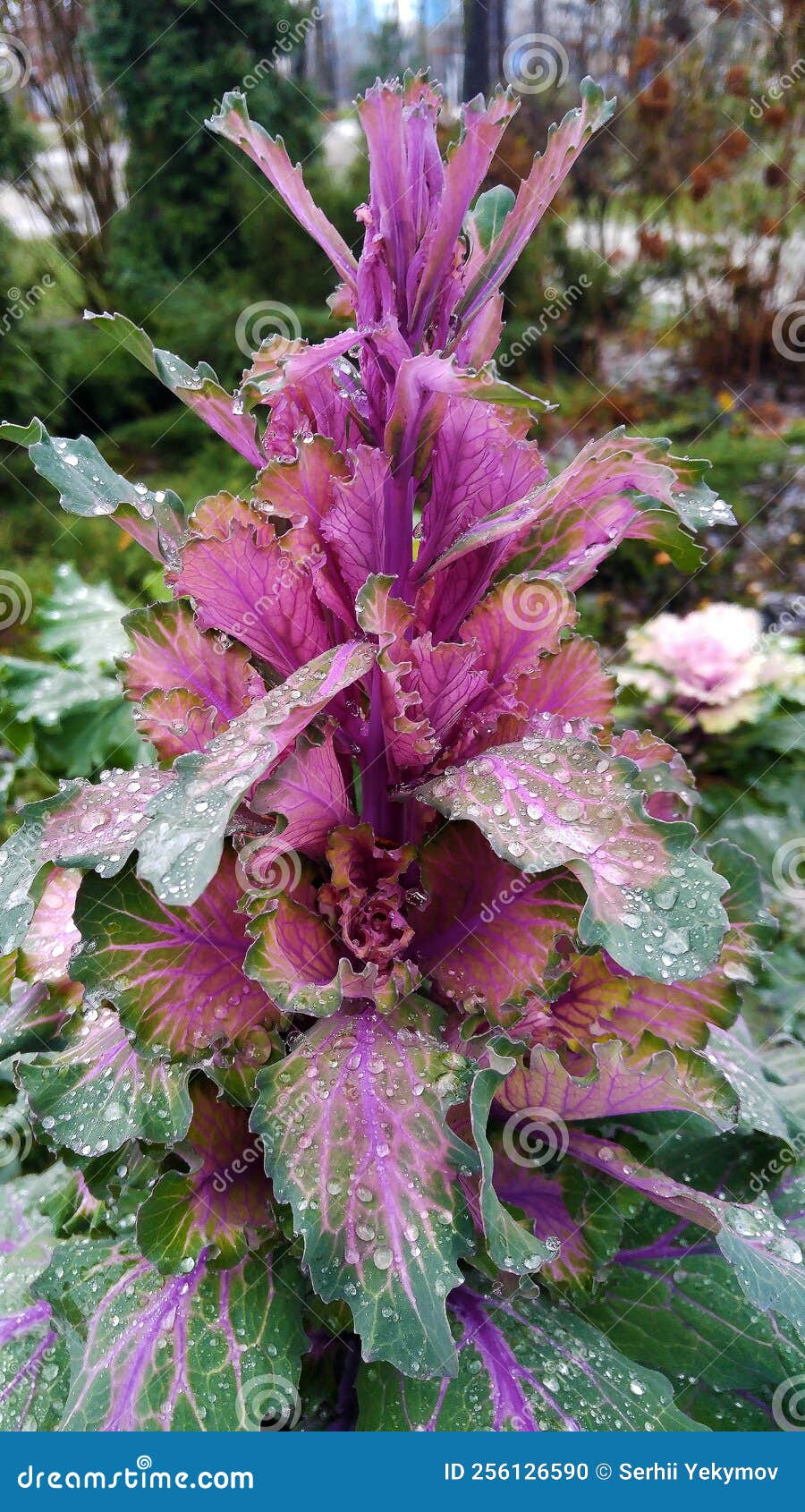 Plant - "Cabbage stock photo. Image of fern, kiev - 256126590