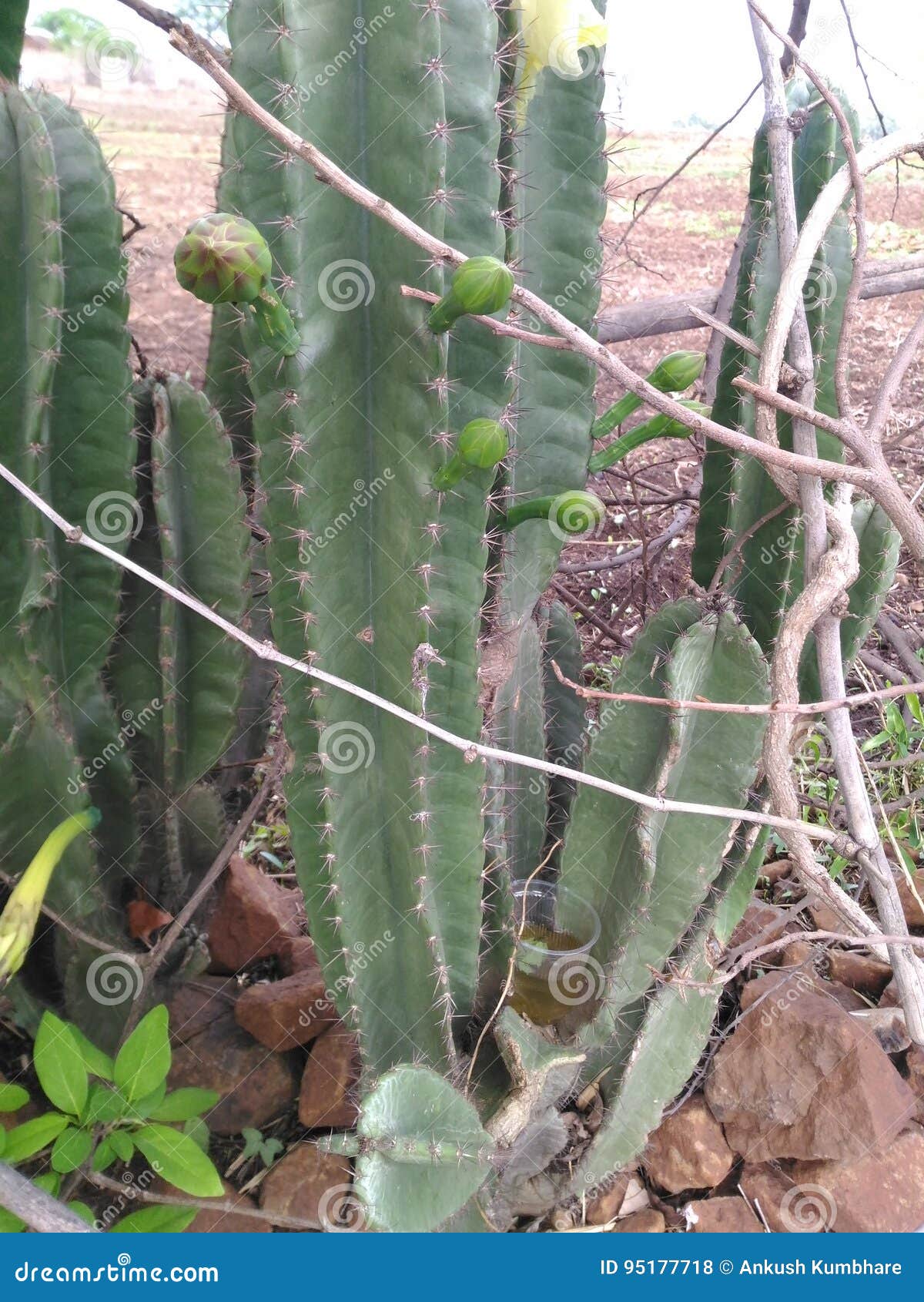 Plant stock photo. Image of spokes, nature, season, plant - 95177718