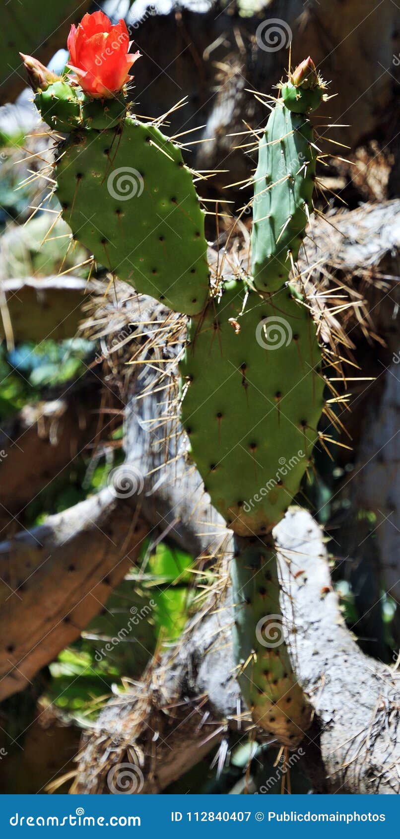 Plant, Cactus, Flowering Plant, Eastern Prickly Pear Picture. Image ...