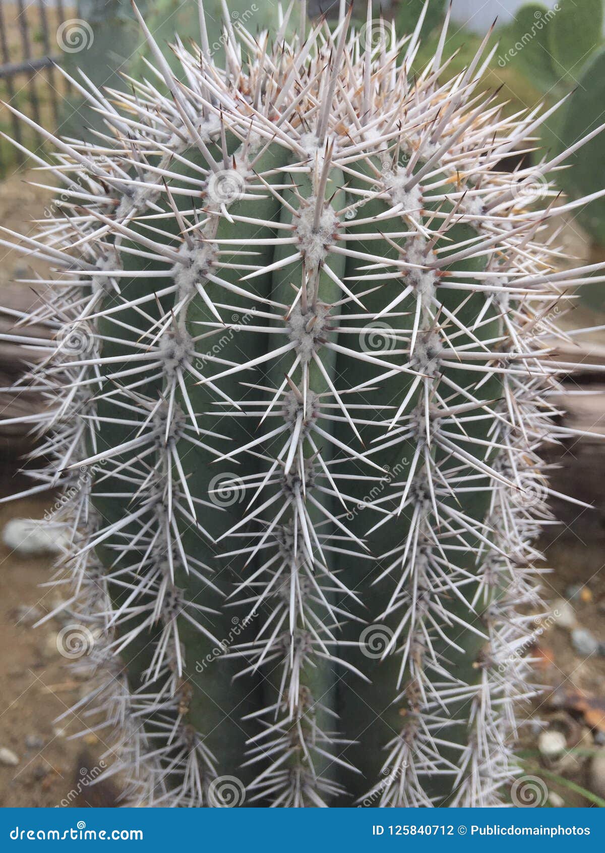 Plant, Cactus, Thorns Spines And Prickles, Vegetation Picture. Image ...