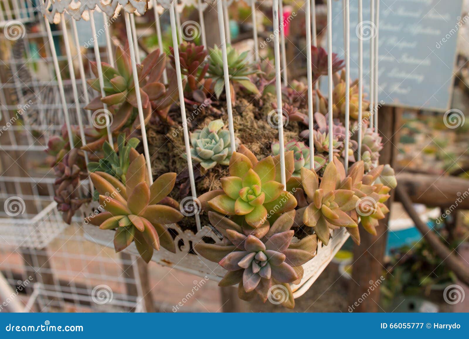 A plant in a cage stock image. Image of flowers, cage - 66055777