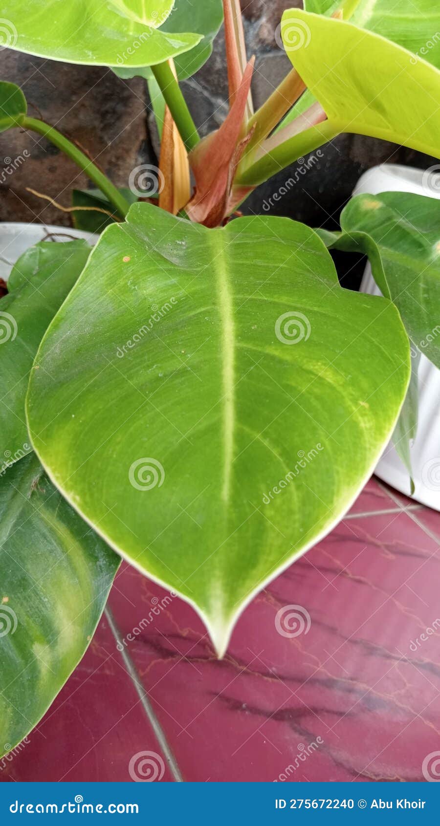 A Plant Called Blushing Philodendron Has Green Leaves and Grows in Pots ...