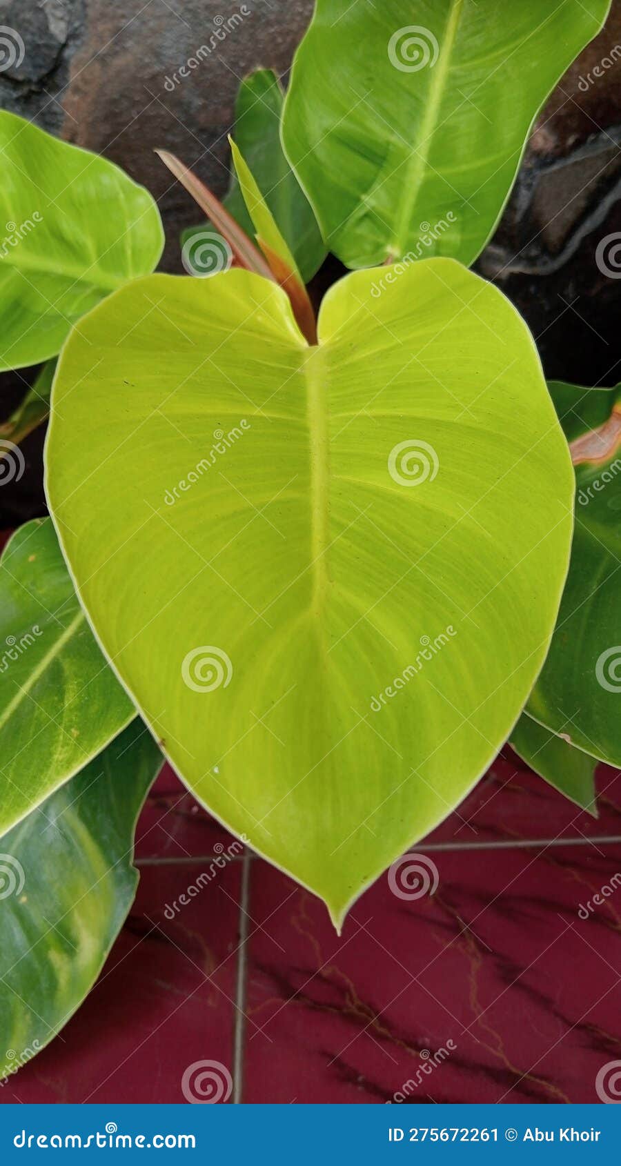 A Plant Called Blushing Philodendron Has Green Leaves and Grows in Pots ...