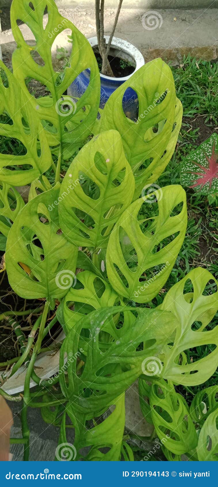 This Plant is Called Ceriman or Monstera Deliciosa Stock Image - Image ...